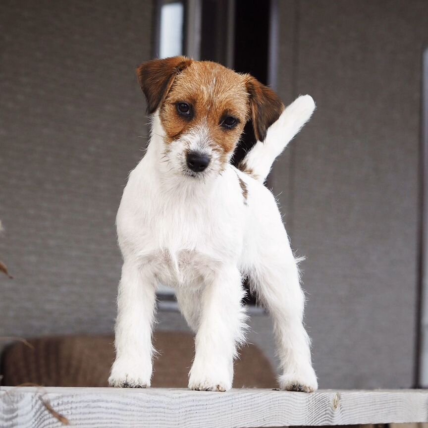Джек рассел терьер щенок