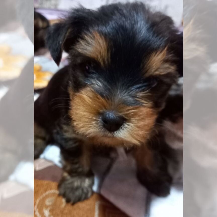 Йоркширский терьер, щенок