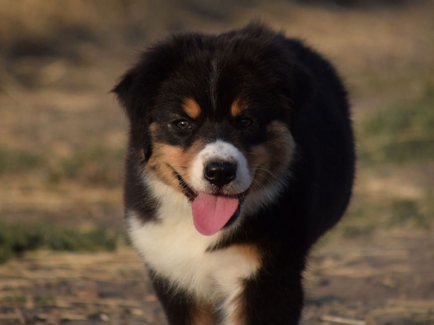 Австралийская овчарка девочка 3 мес