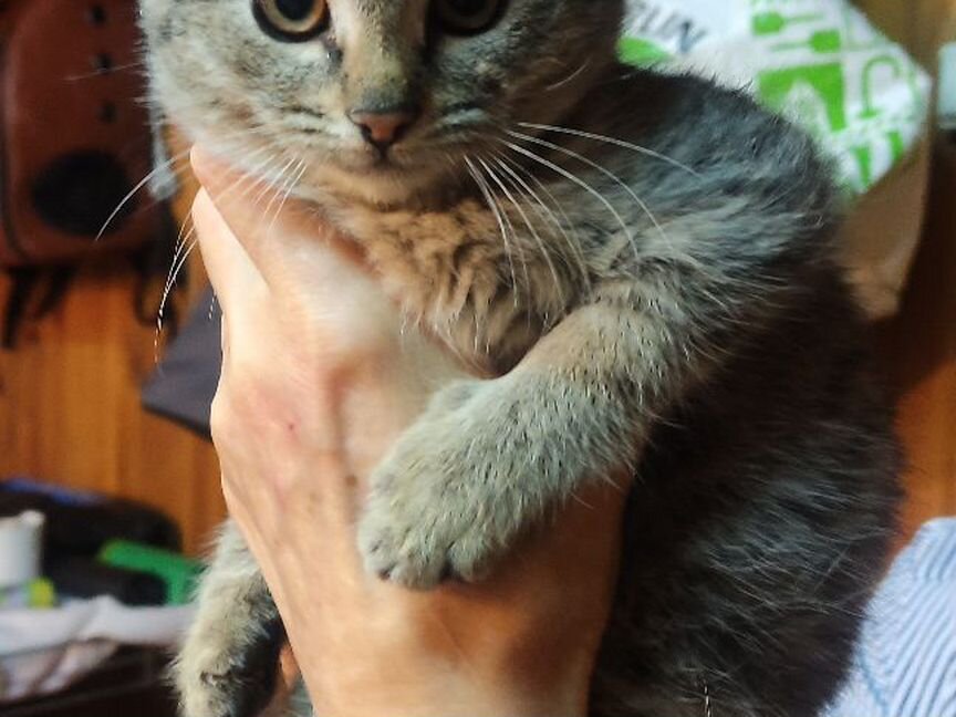 Коржик в добрые руки)