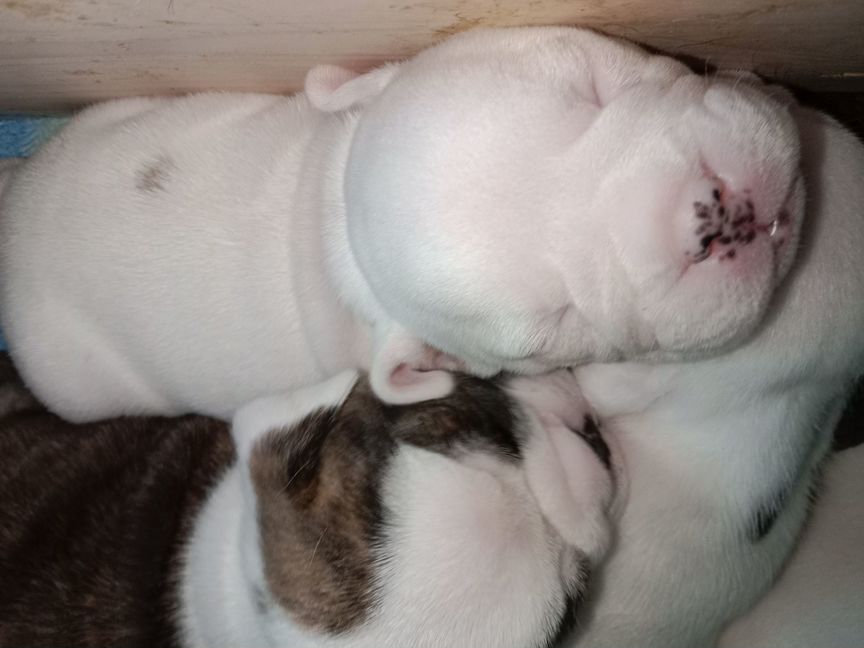 Английская булька - красавица белоснежка