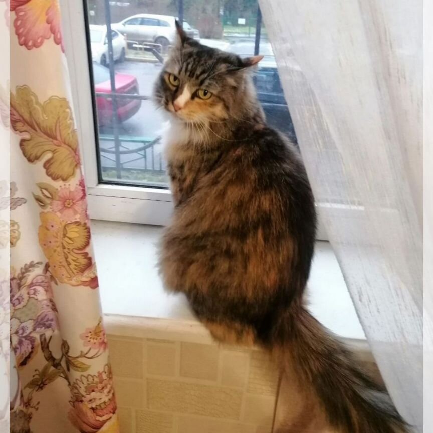 Взрослая, Девочка кошка в добрые руки