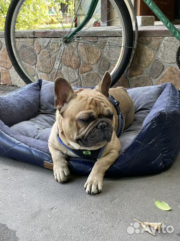 Французский бульдог