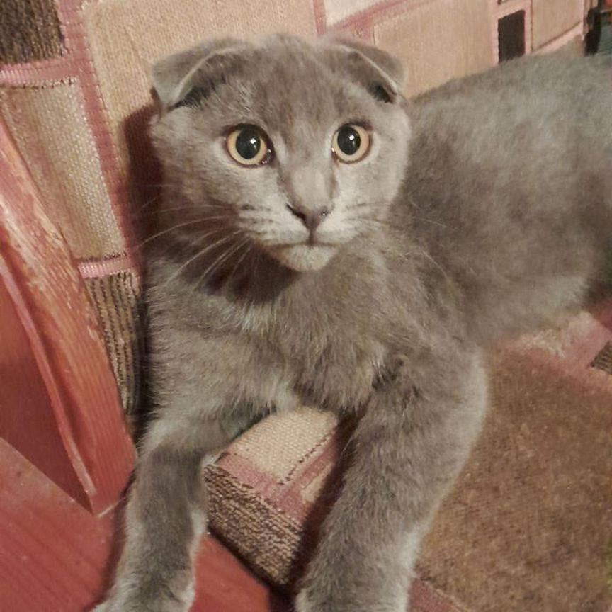 Шотландские вислоухие котята