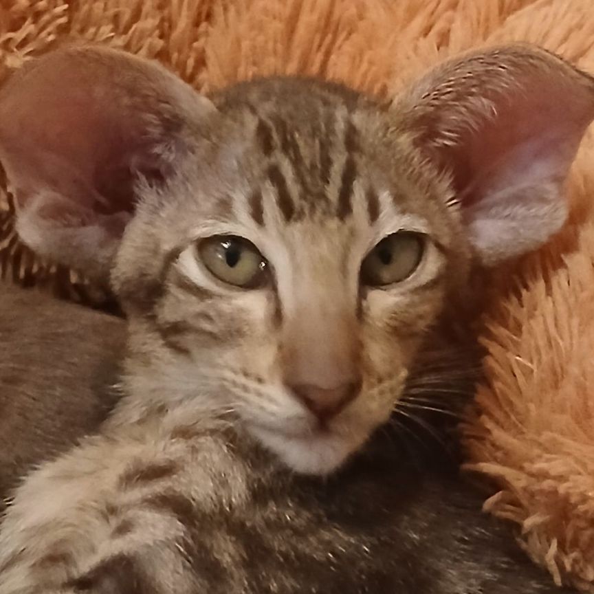 Ориентальный котёнок
