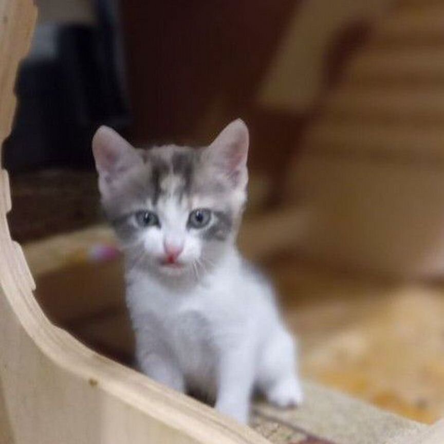 Красивая кошечка трехцветка в добрые руки