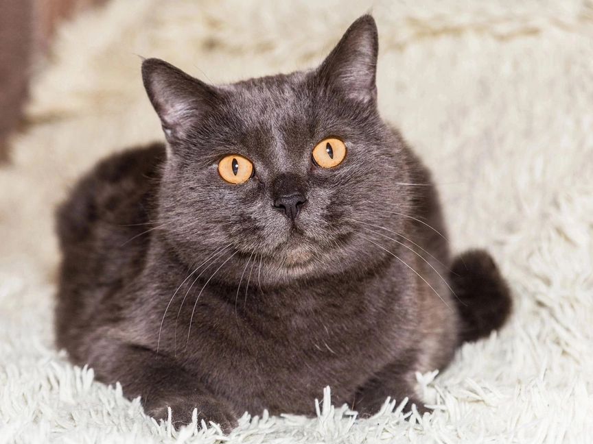 Котик Монти