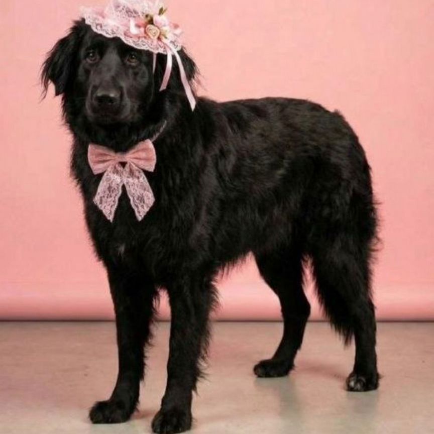 Тувинская овчарка, взрослая собака