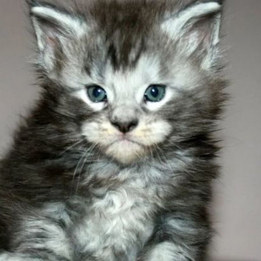 Котята мэйнкун