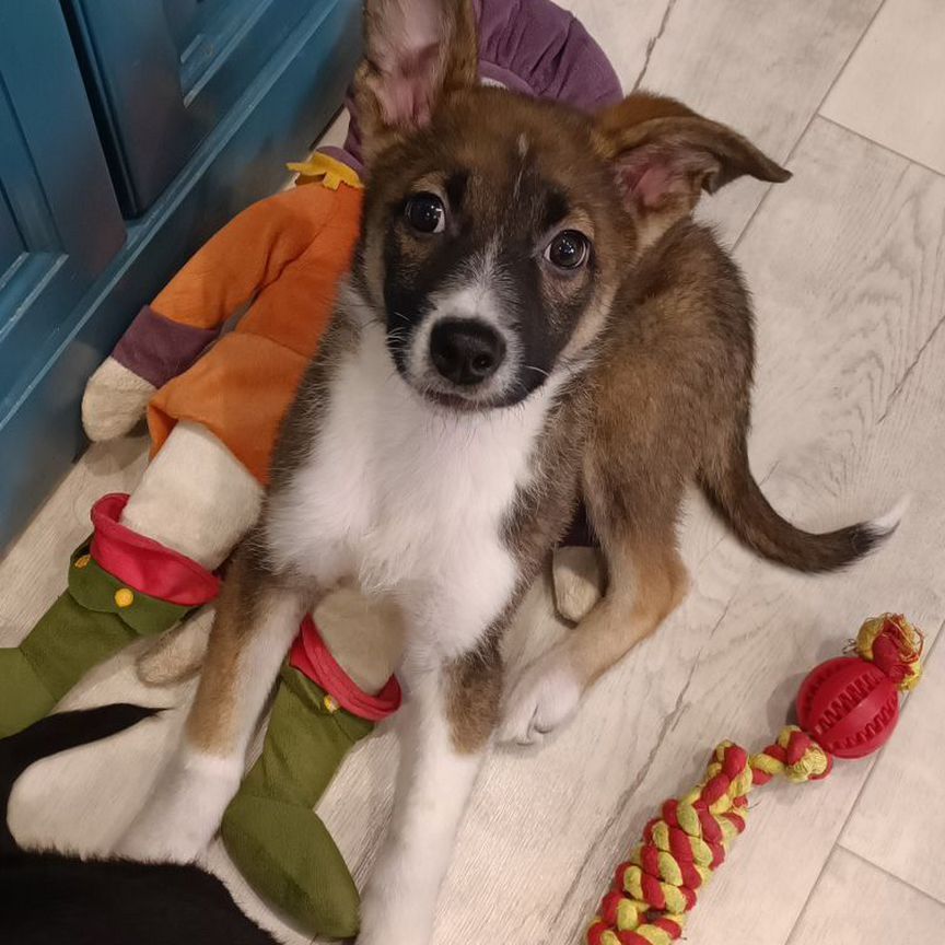 Щенок 4 месяца