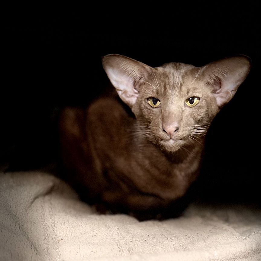 Ориентальный котёнок