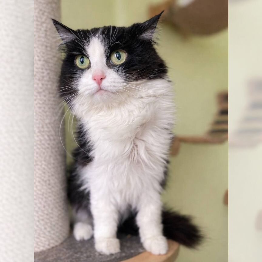 Взрослая, кошка в добрые руки