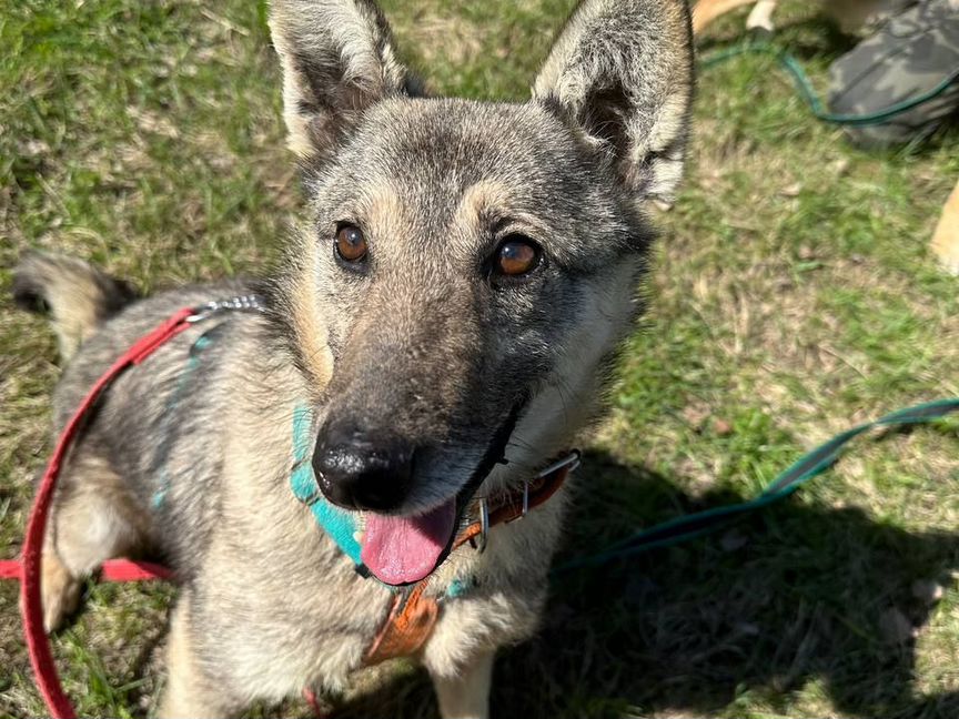 Нежный Тимка из приюта в добрые руки