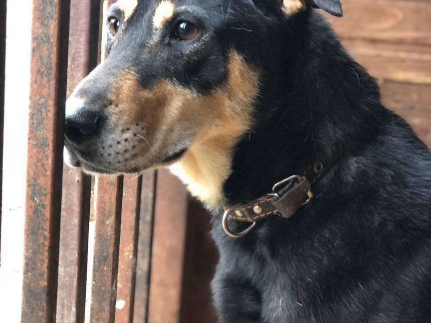 Лекс, ждет несколько зим. Спасите