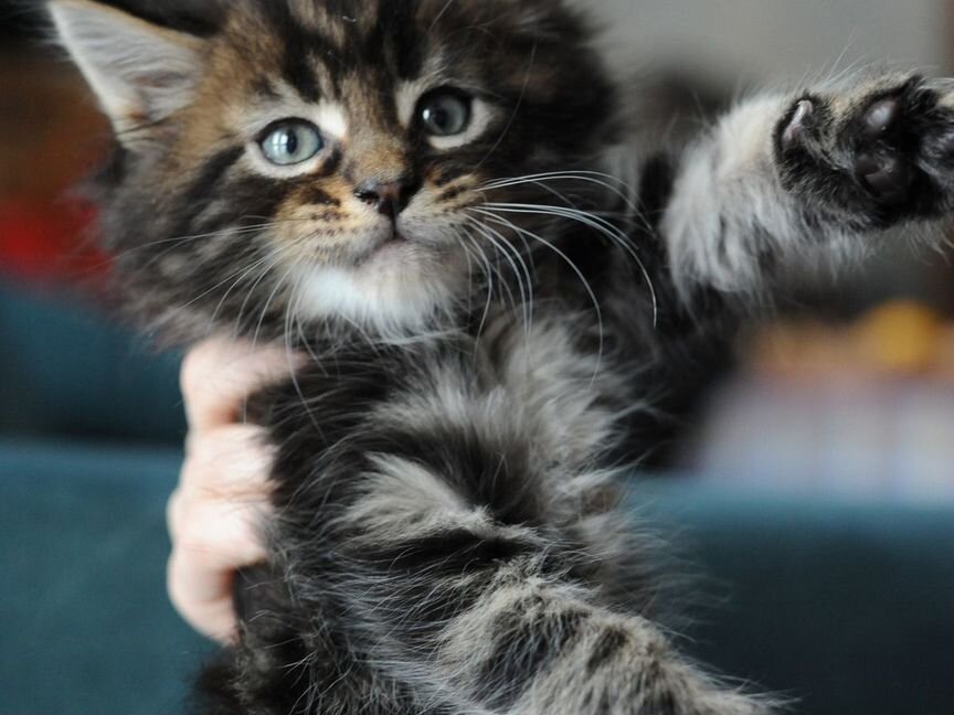 Котенок мейн-кун Букля