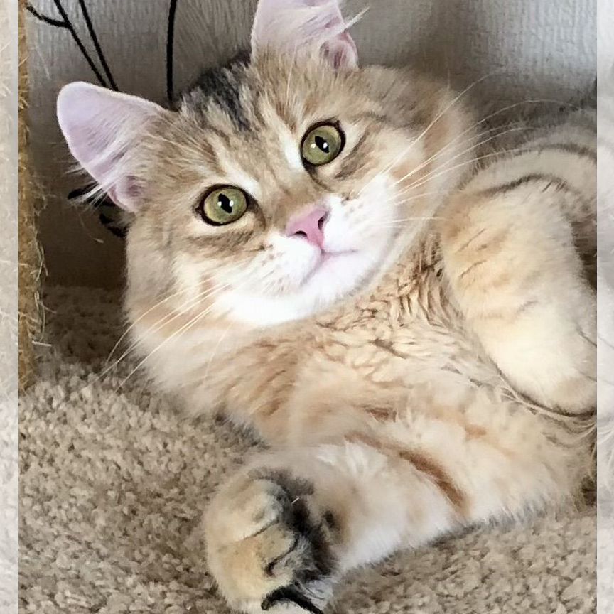 Сибирский котёнок