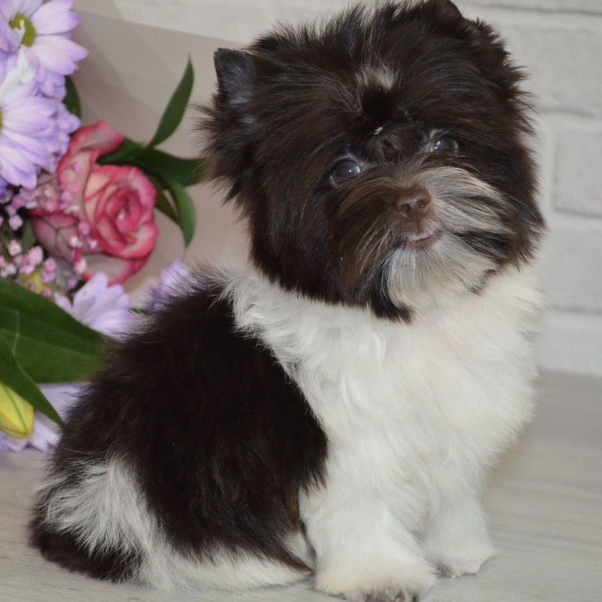 Йоркширский терьер, щенок