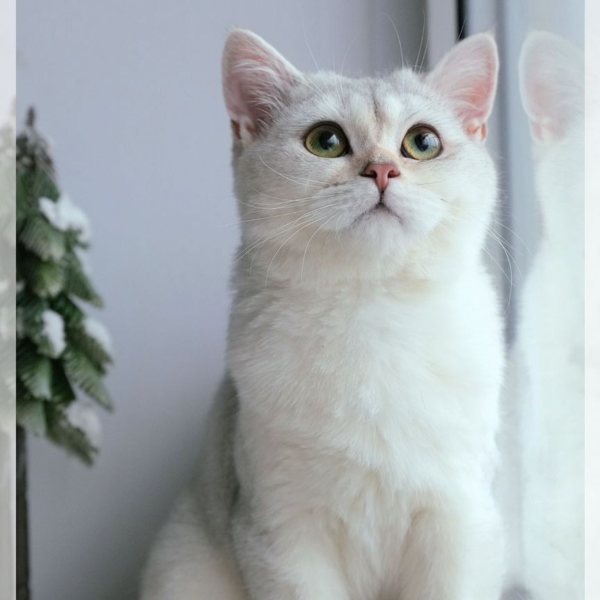 Британский короткошёрстный котёнок