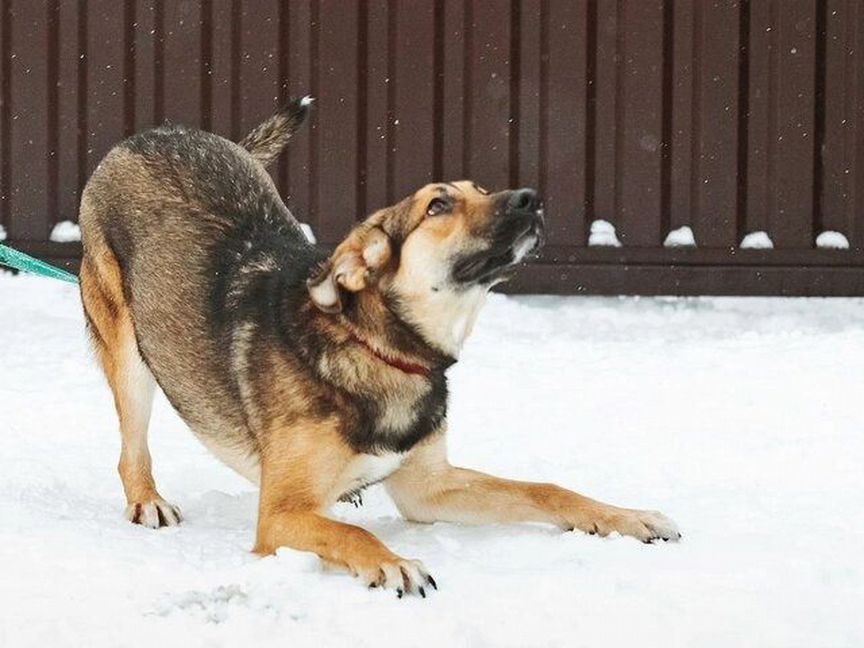Собака