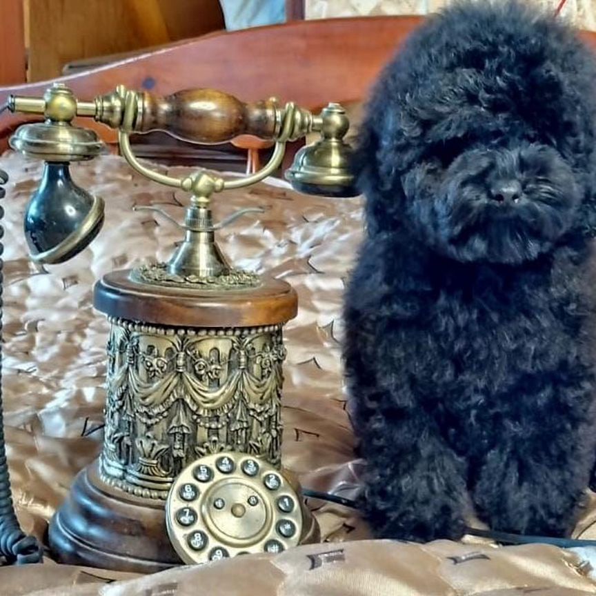 Щенок Той - Пудель девочка