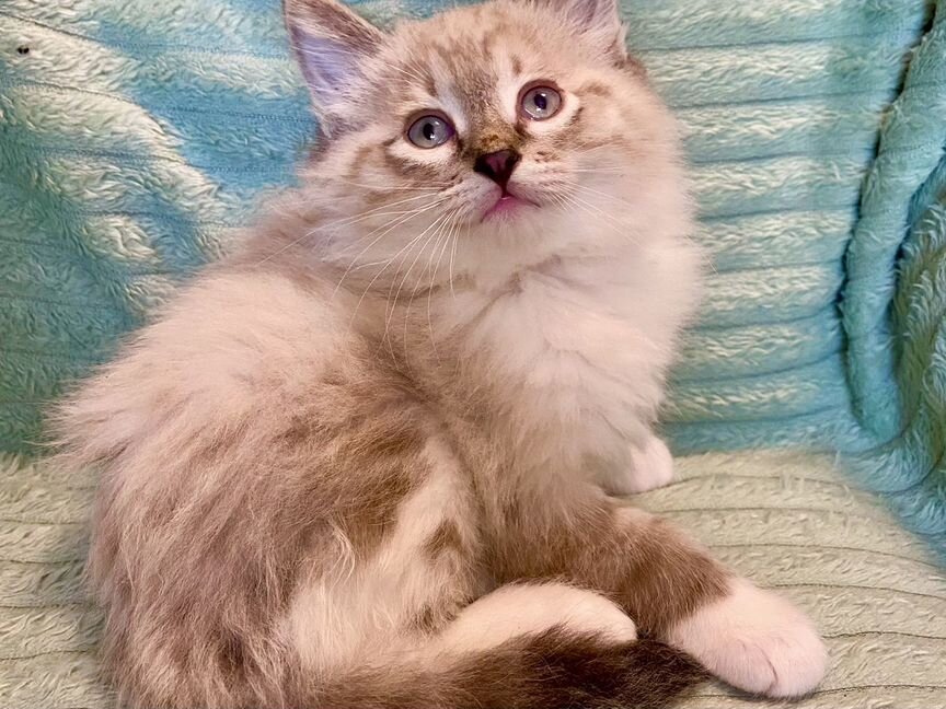 Невероятный котенок Олаф ищет дом