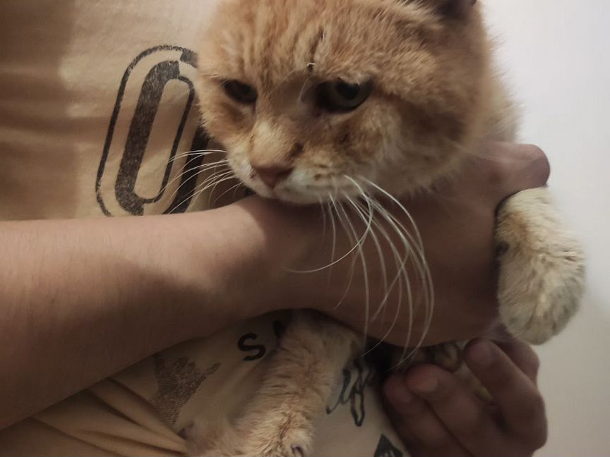 Кот со сложной судьбой