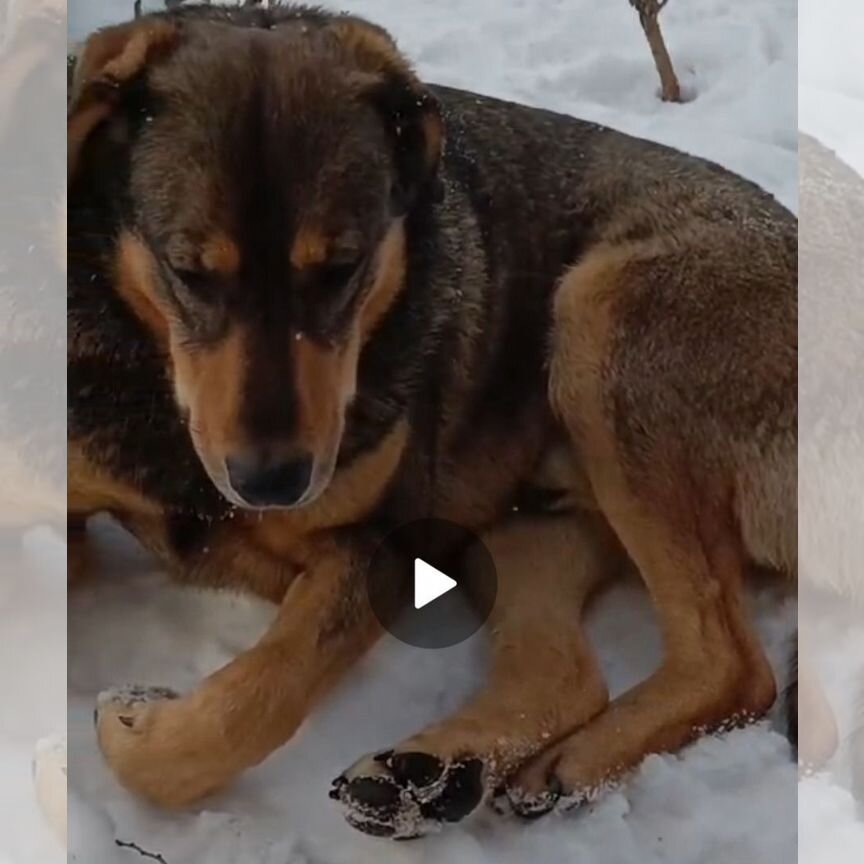 Тоша в добрые руки