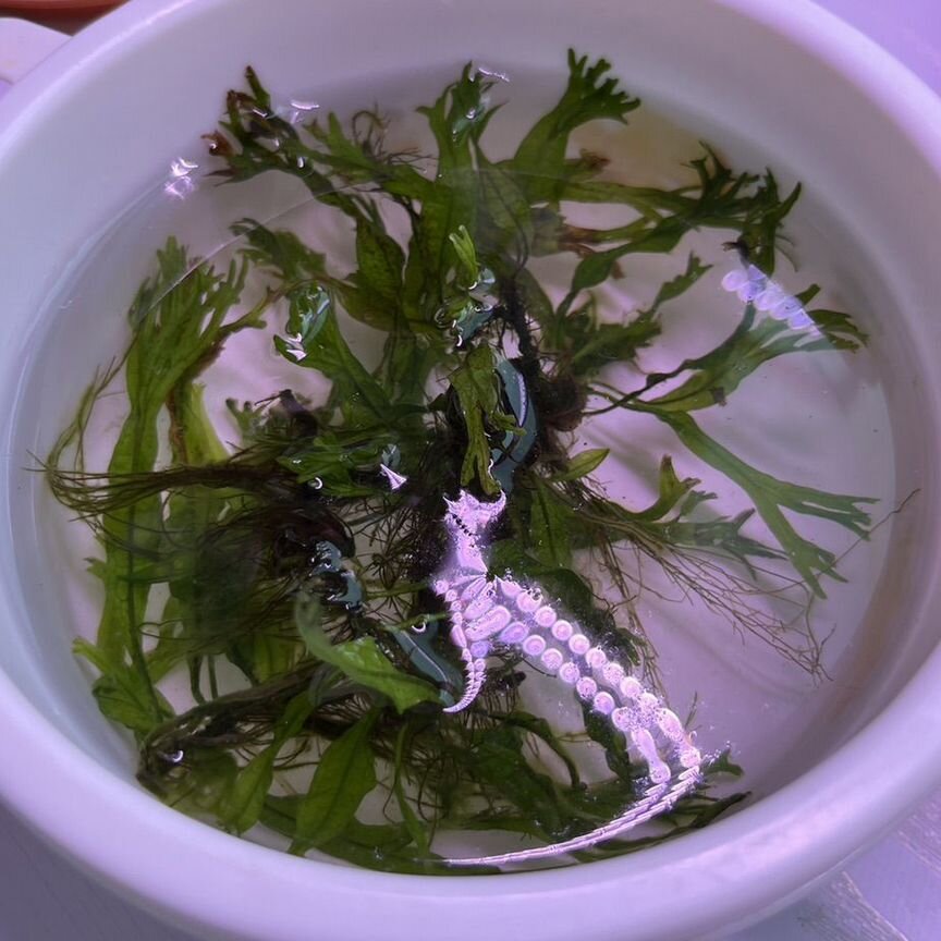 Аквариумное растение