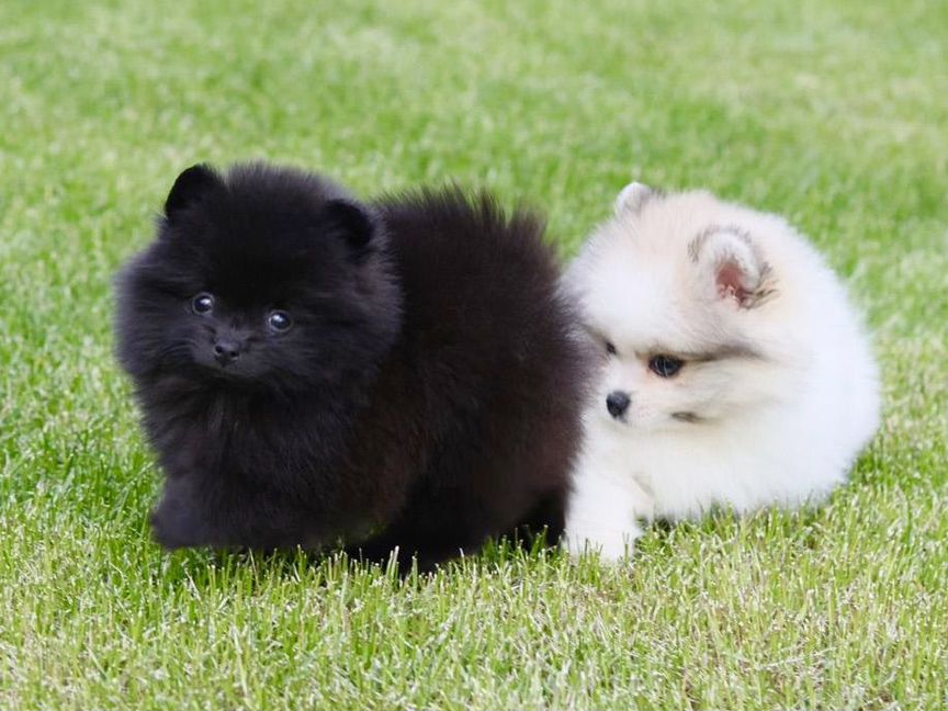 Бомбические красотки. Star девочки