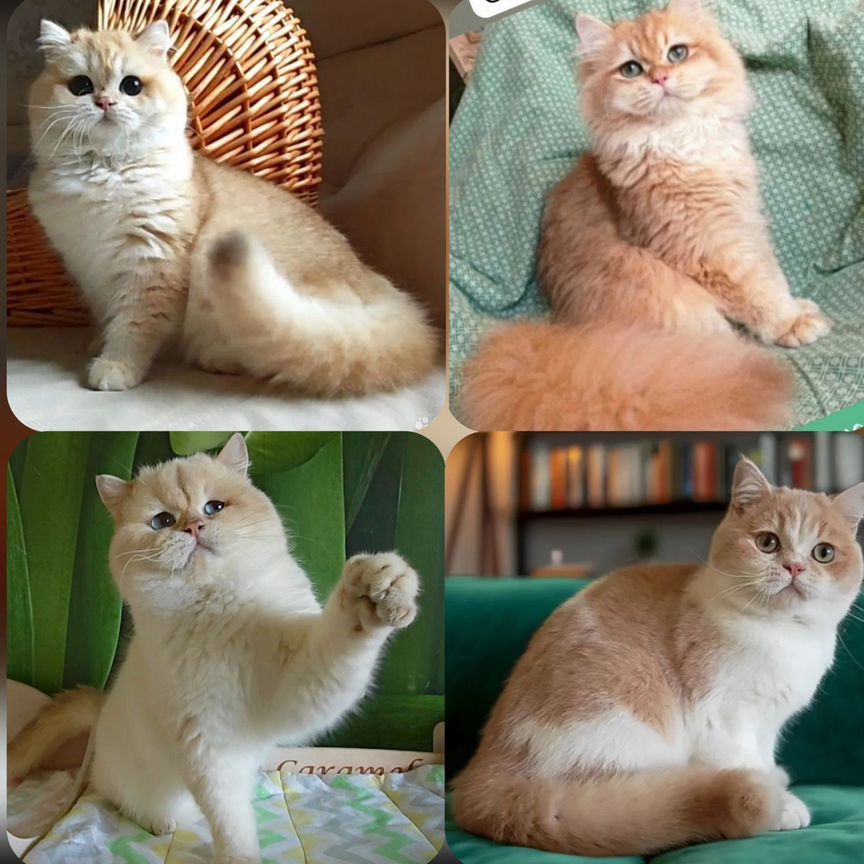Британский короткошёрстный, взрослый кот