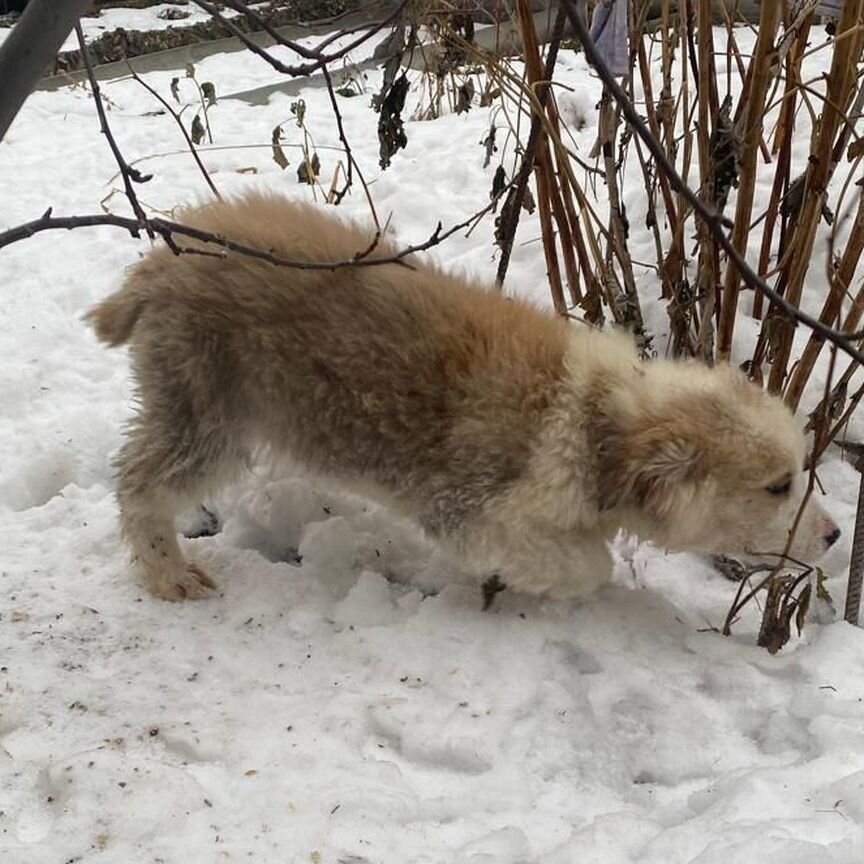 Собакин