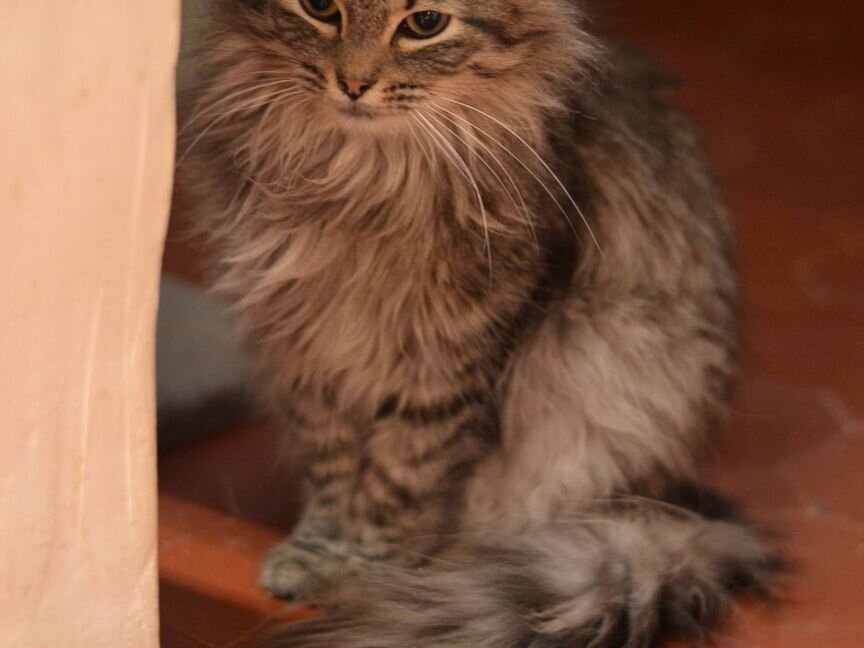 Котик Потап ищет дом