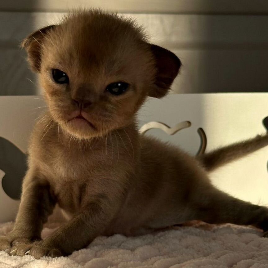 Европейский бурманский котёнок