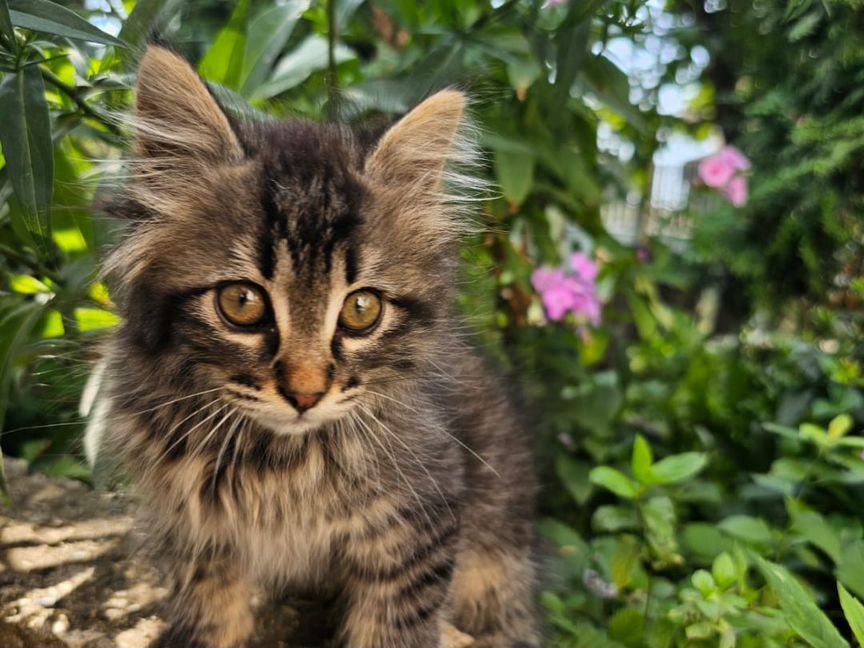 Сладун, хочет домой