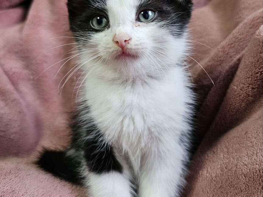 Котик, 1,5 мес