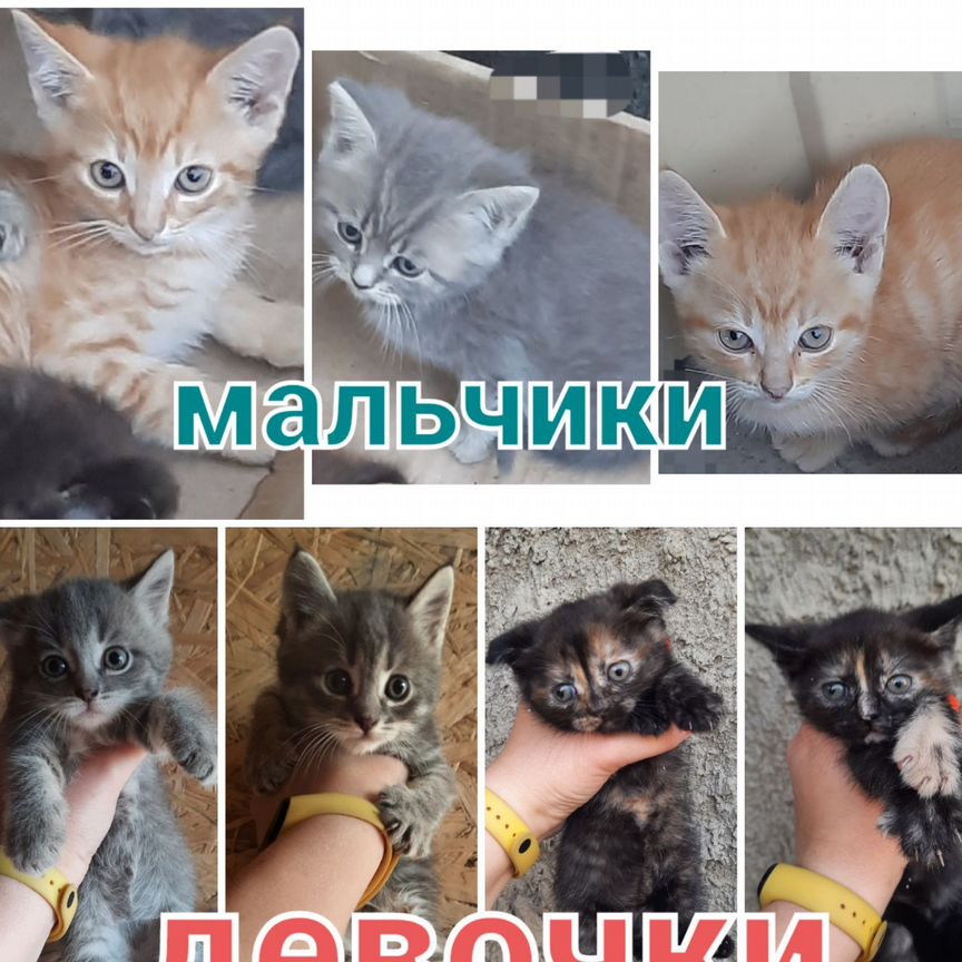Котята в добрые руки