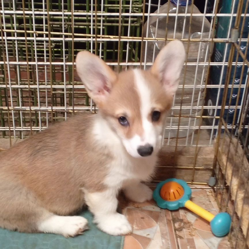 Щенки вельш-корги пемброк