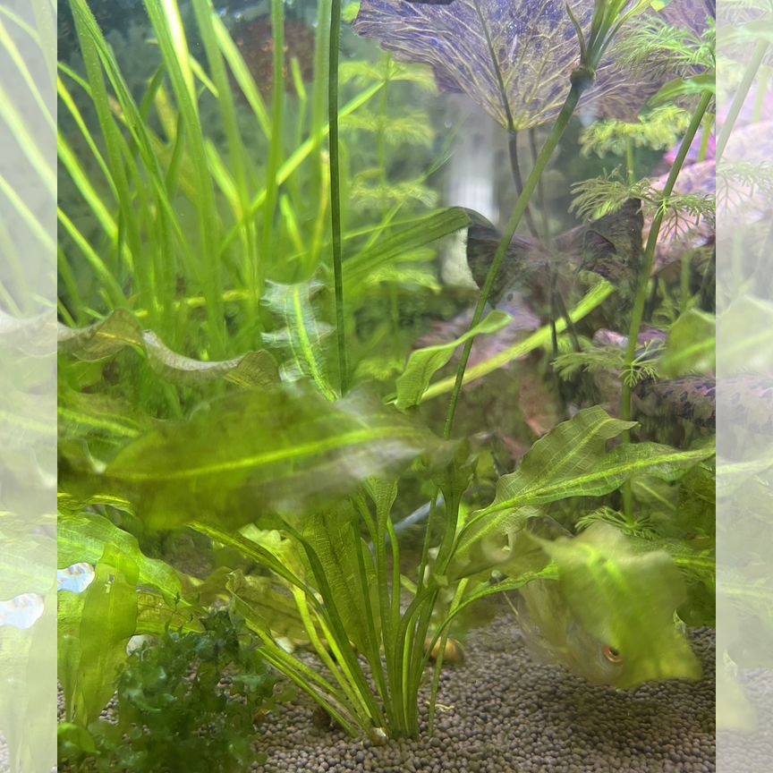 Аквариумные растения