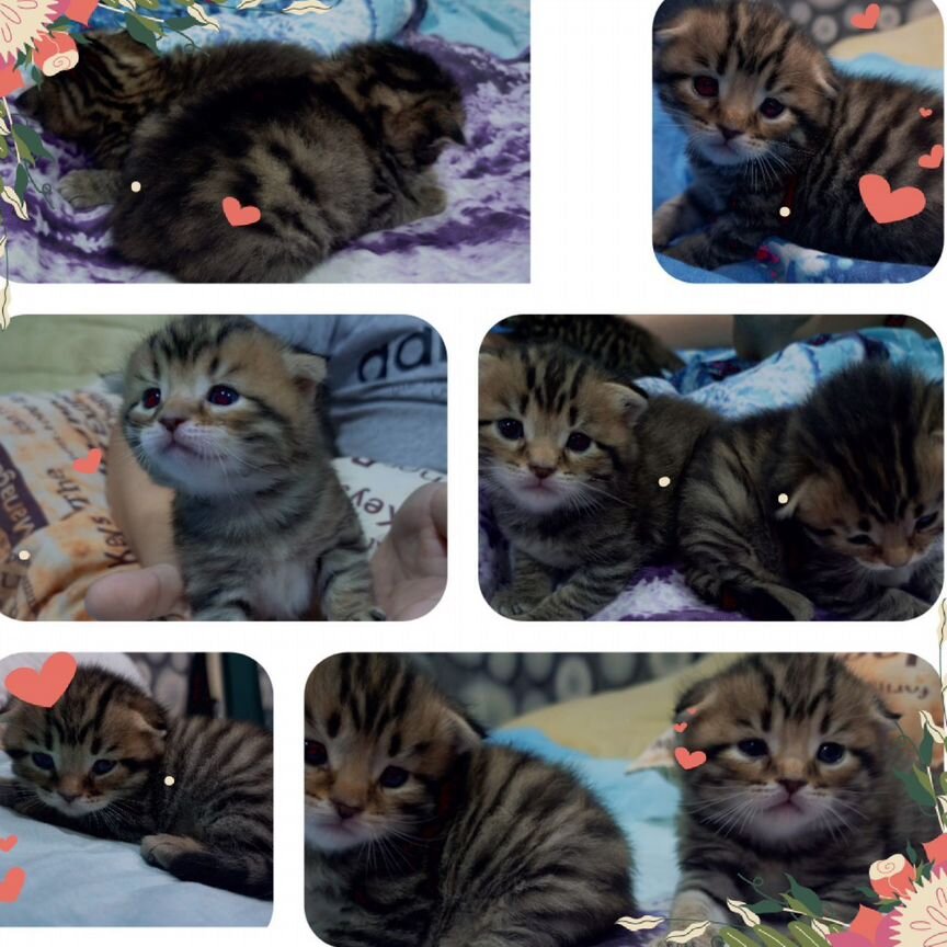 Шотландский вислоухий короткошёрстный котёнок
