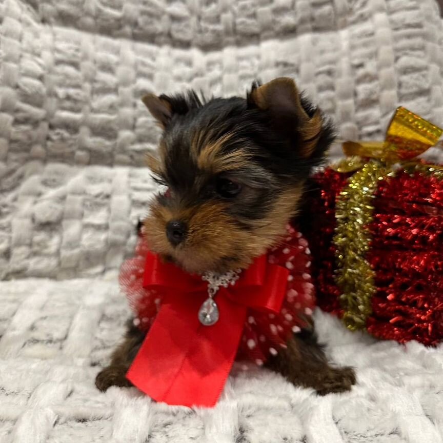 Девочка йоркширского терьера