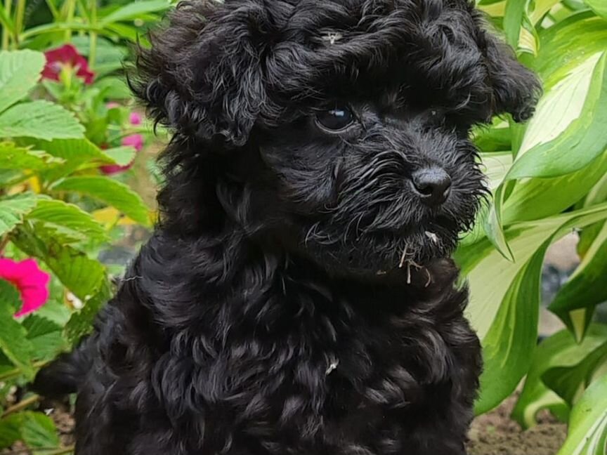 Мальтипу, девочки