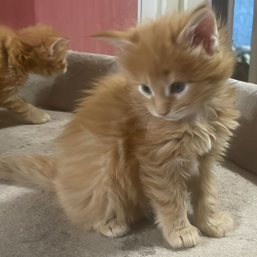 Мейн-кун котёнок