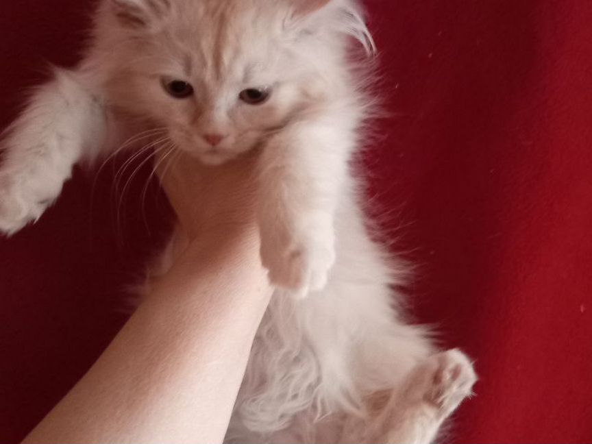 Сибирский котик