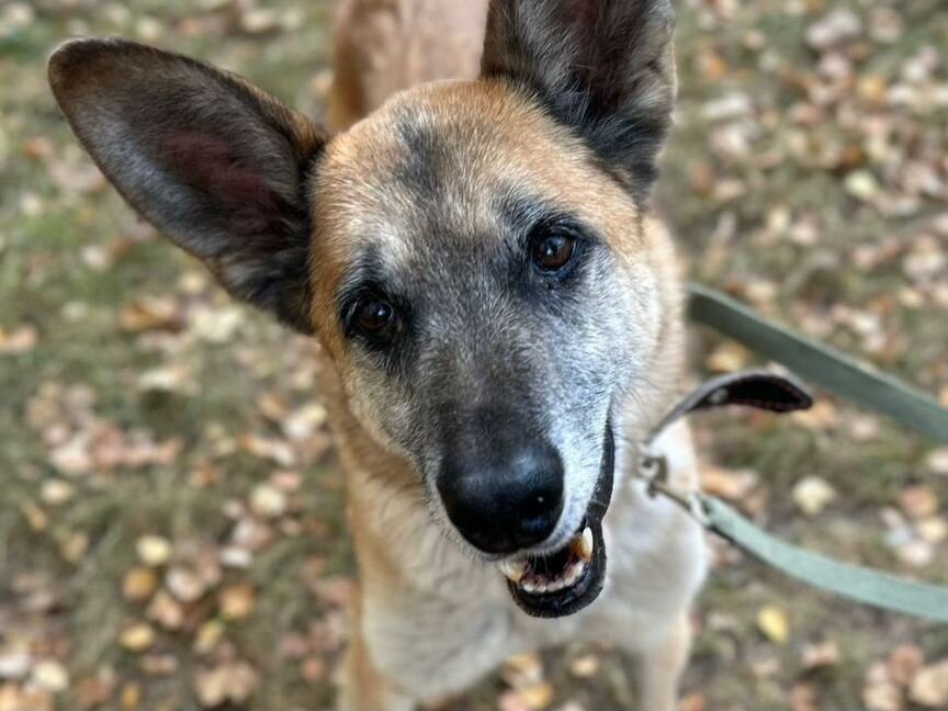 Собака из приюта в добрые руки