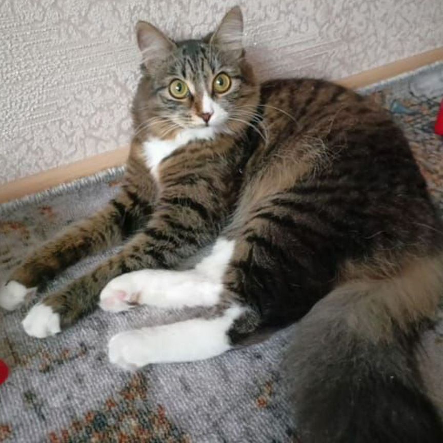 Кошечка в добрые руки. Зовут Маня,1 год