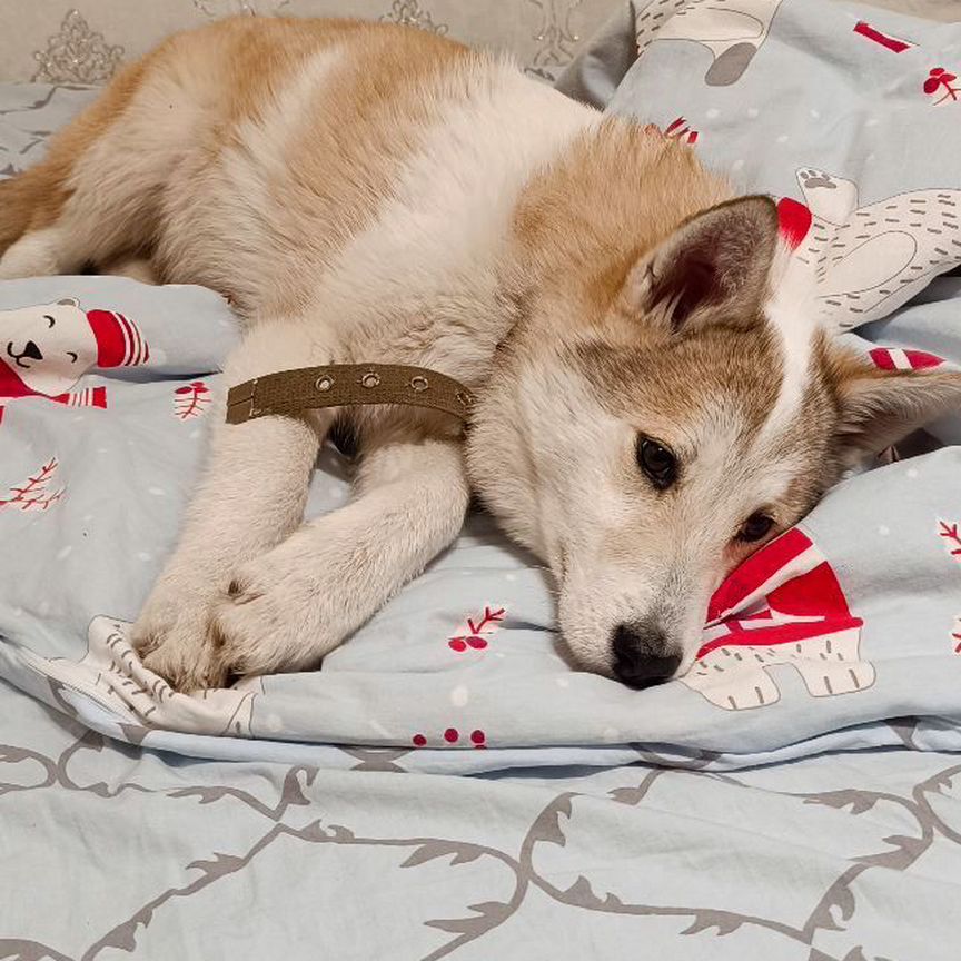 Собака в добрые руки