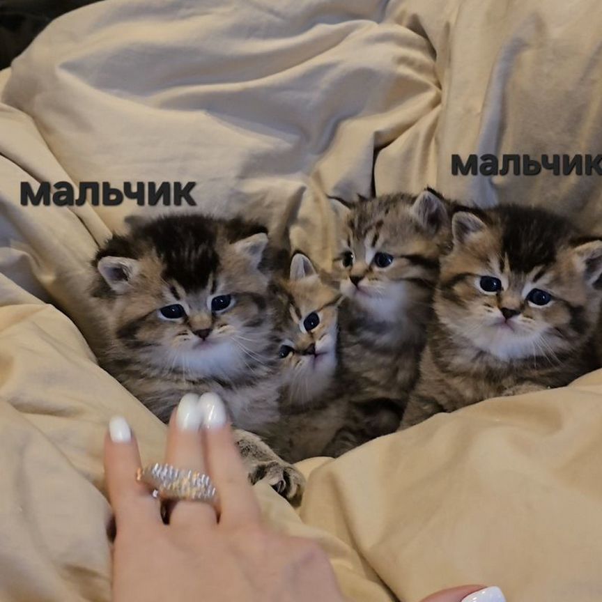 Британский короткошёрстный котёнок