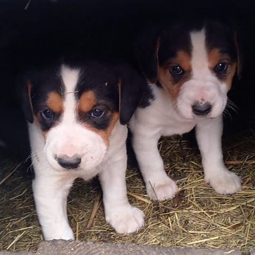 Продам щенков эстонских гончих