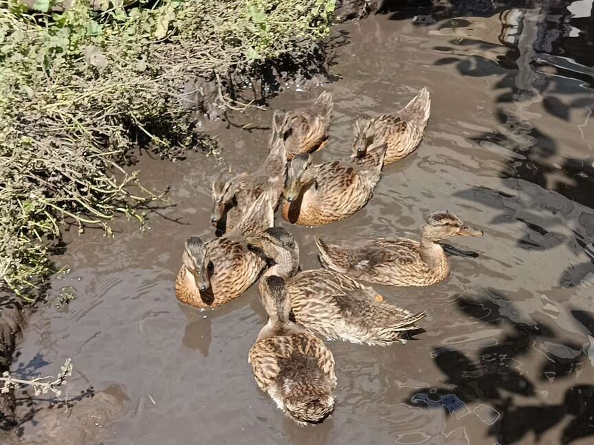 Утята дикие