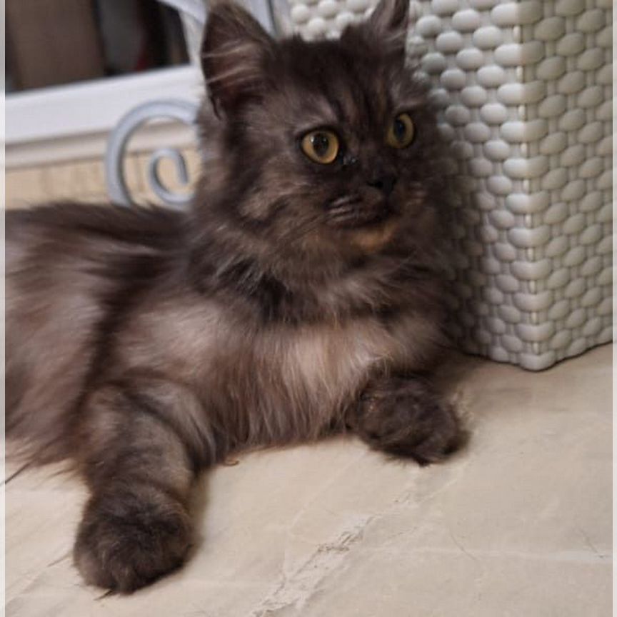 Красивая спасенная кошка